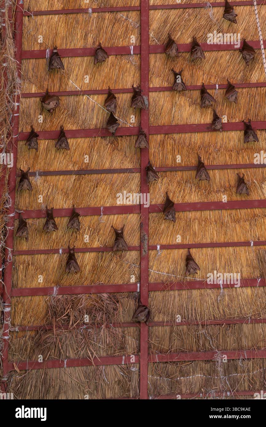 Gambian epauletted fruit bat Epomophorus gambianus, roosting colony ...