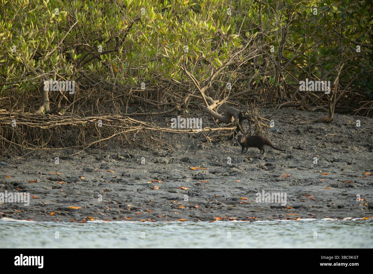 Marsh mongoose Atilax paludinosus, foraging on muddy bank, Kambujeh ...