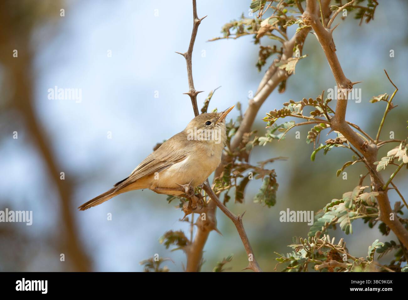 Melodius warbler Hippolais polyglotta, perched in acacia bush, Kartong ...