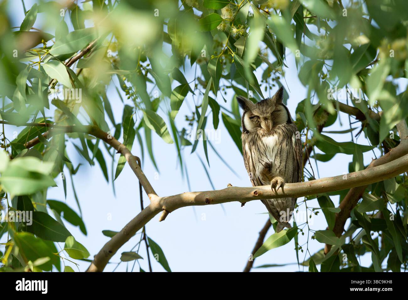 Northern white-faced owl Ptilopsis leucotis, adult roosting in ...