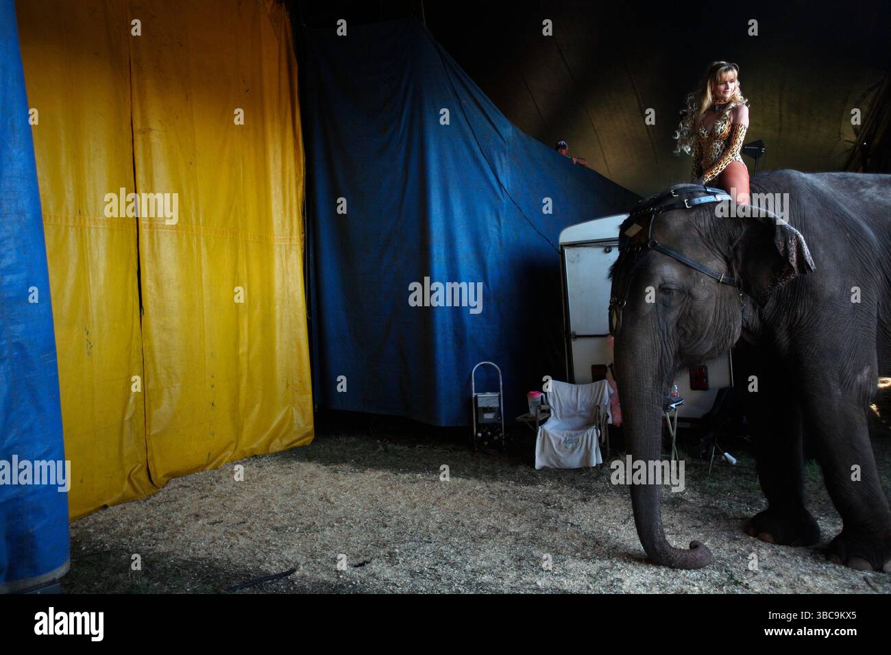 An elephant and its handler prepare for their performance backstage at ...