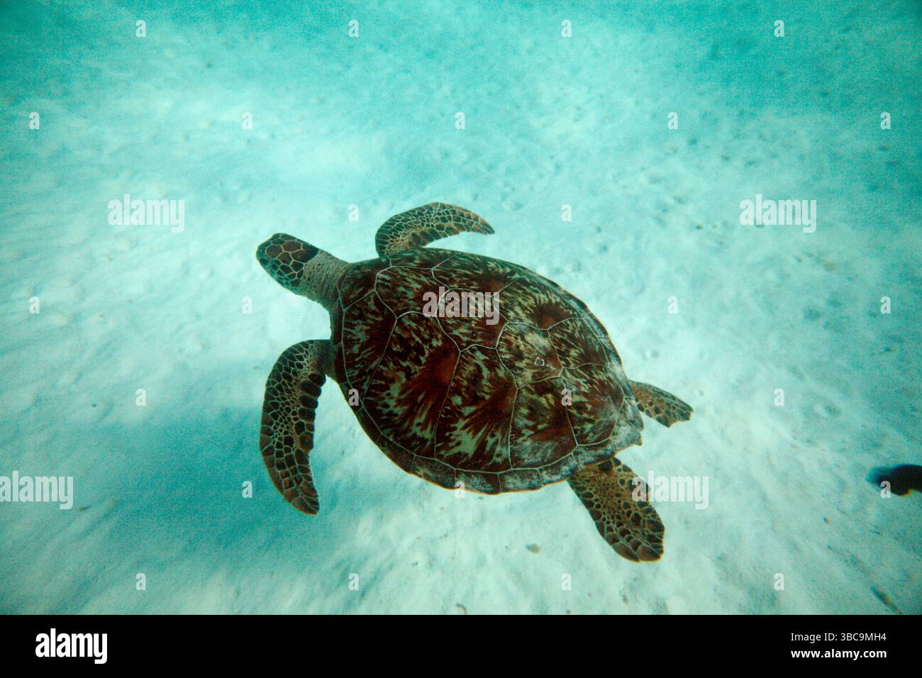Sea Turte swimming underwater near Lady Elliot Island in the Great ...
