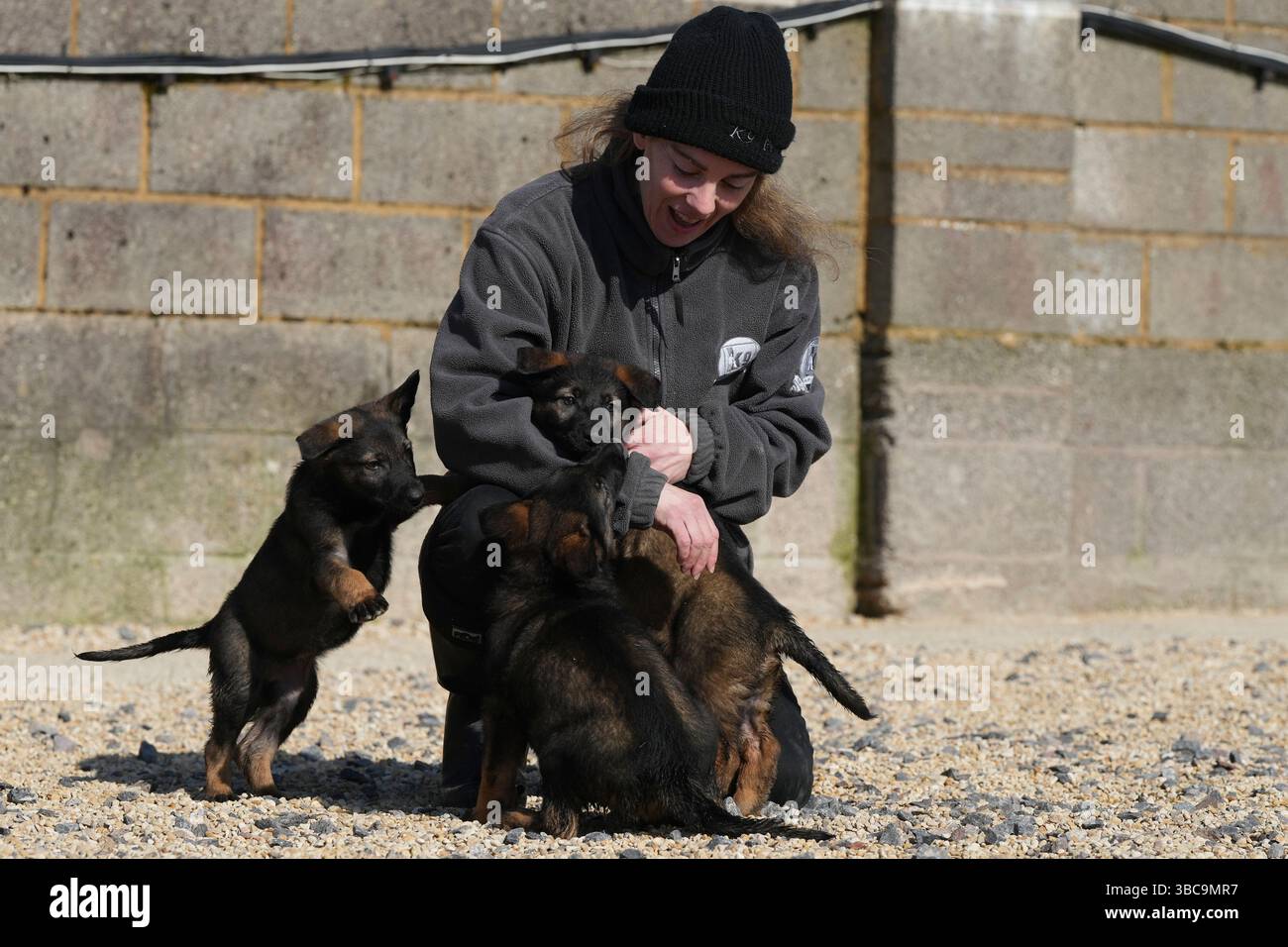 Sian Bly pets her German Shepherd puppies at the Strapestone Kennels in ...