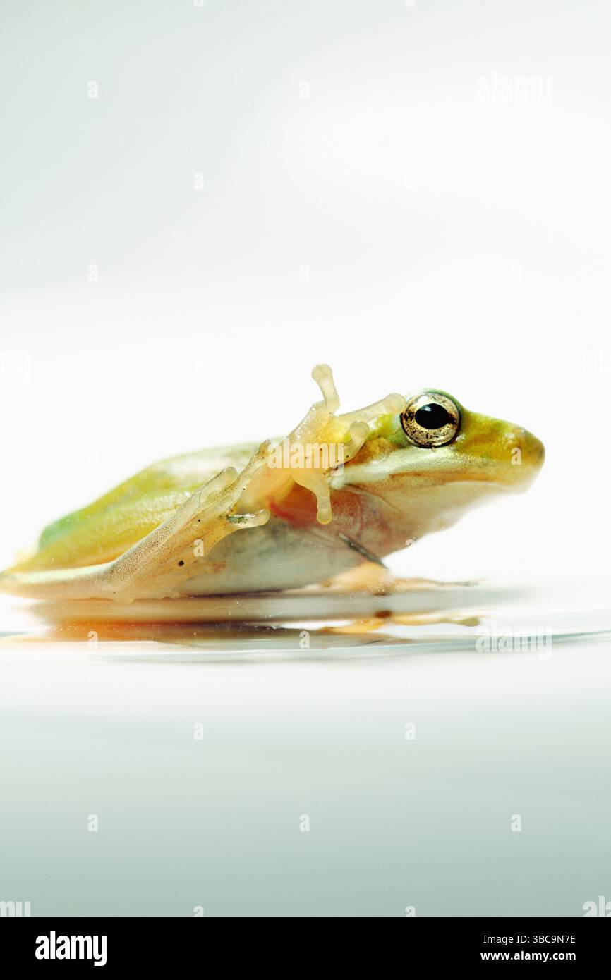 A small tree frog sticks to the side of a glass jar against a white ...