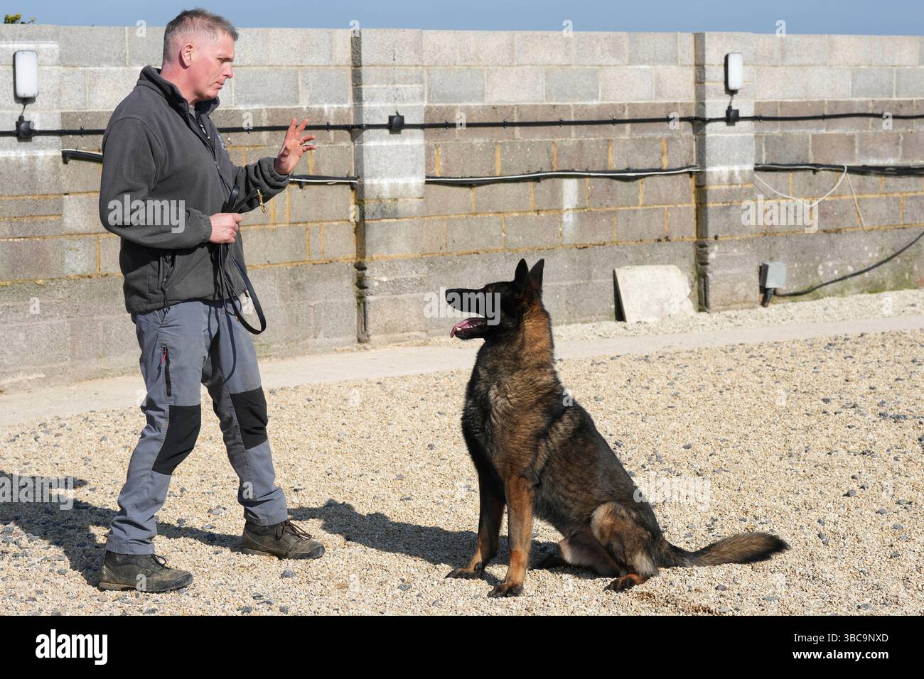 German Shepherd family protection dog Lobo listens to owner Alaster Bly ...