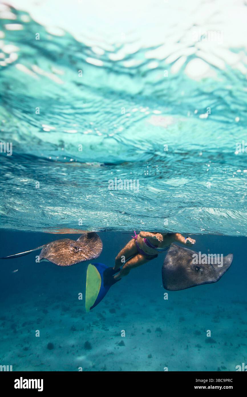 People swim and dive with stingrays underwater Stock Photo - Alamy