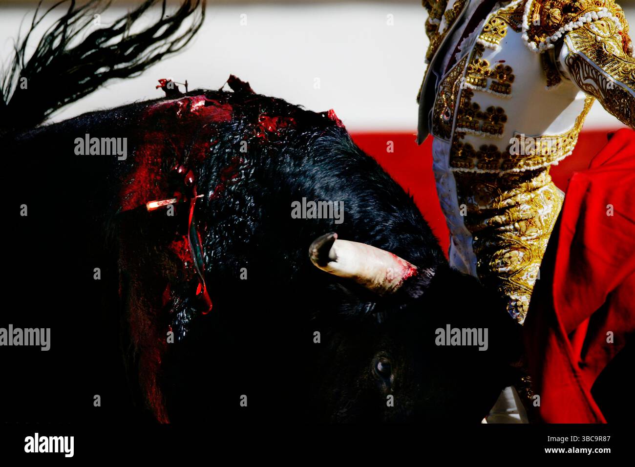 A matador uses his muleta (red cape) to lead the bull at Plaza ...