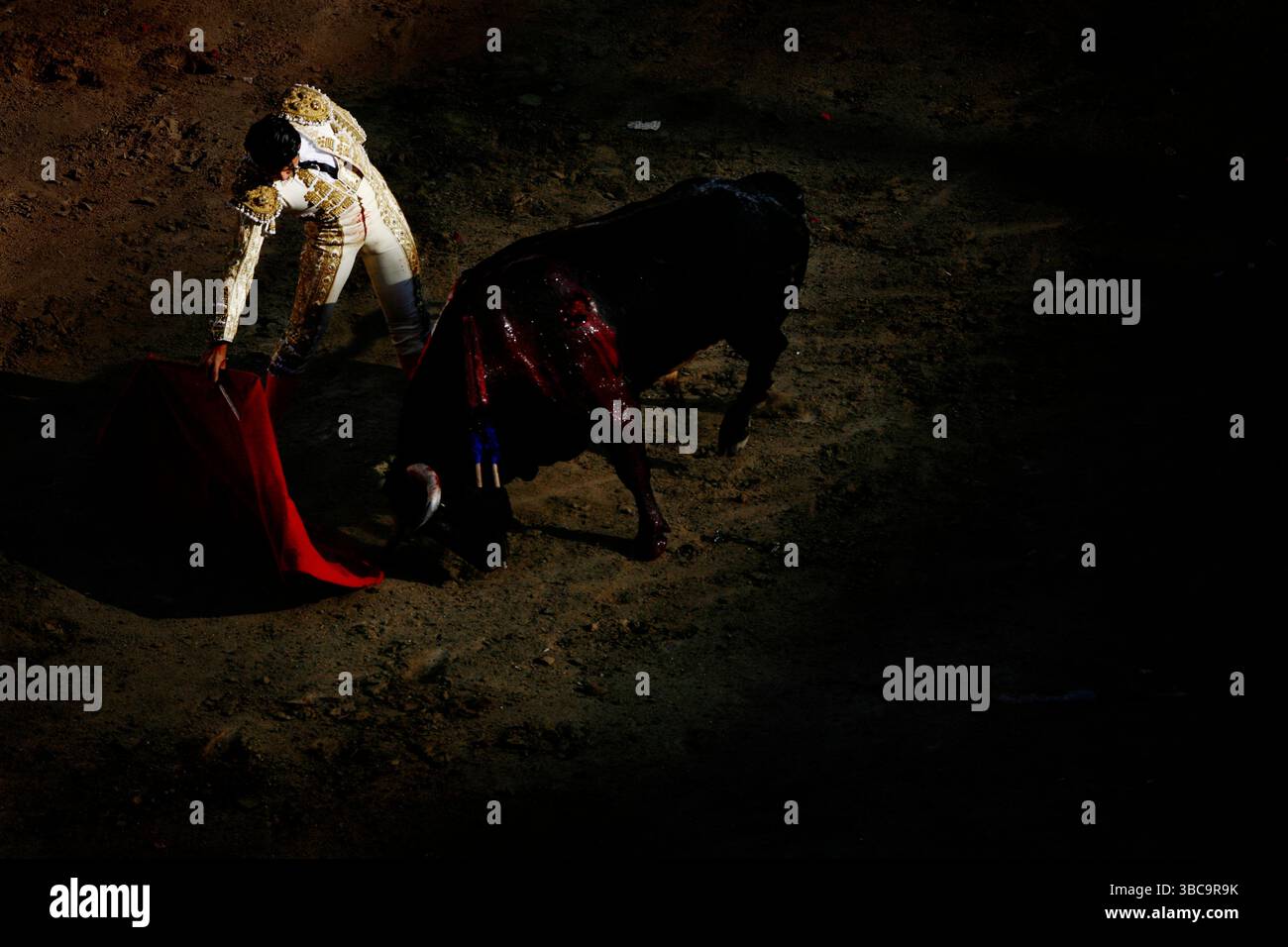 A matador leads a bull in the late evening light of Plaza Monumental ...