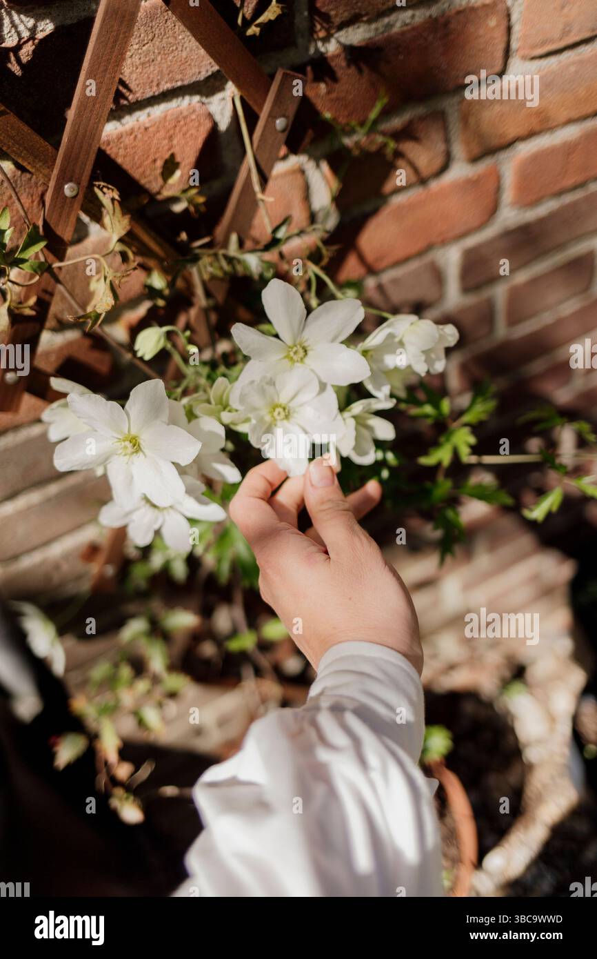 Woman gently touching white flowers in soft sunlight Stock Photo - Alamy