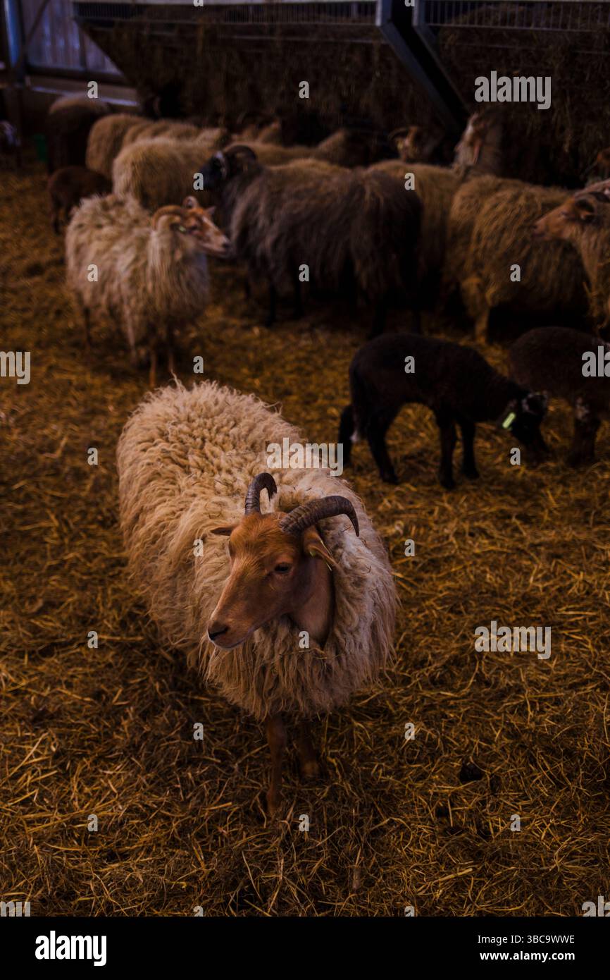 Sheep and lambs resting and interacting inside a cozy barn setting ...