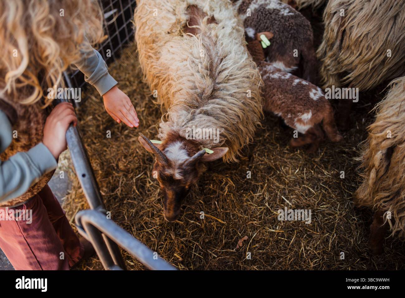 Sheep and lambs resting and interacting inside a cozy barn setting ...