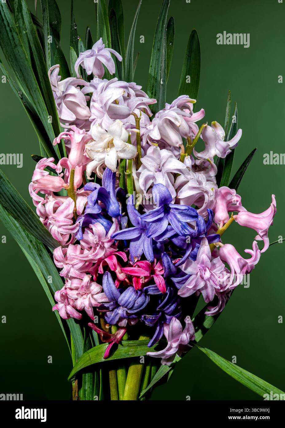 Hyacinthus orientalis mix hi-res stock photography and images - Alamy