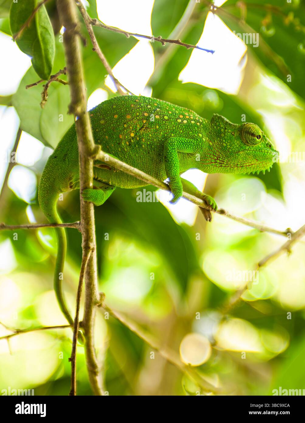Senegal chameleon is native West Africa Stock Photo - Alamy