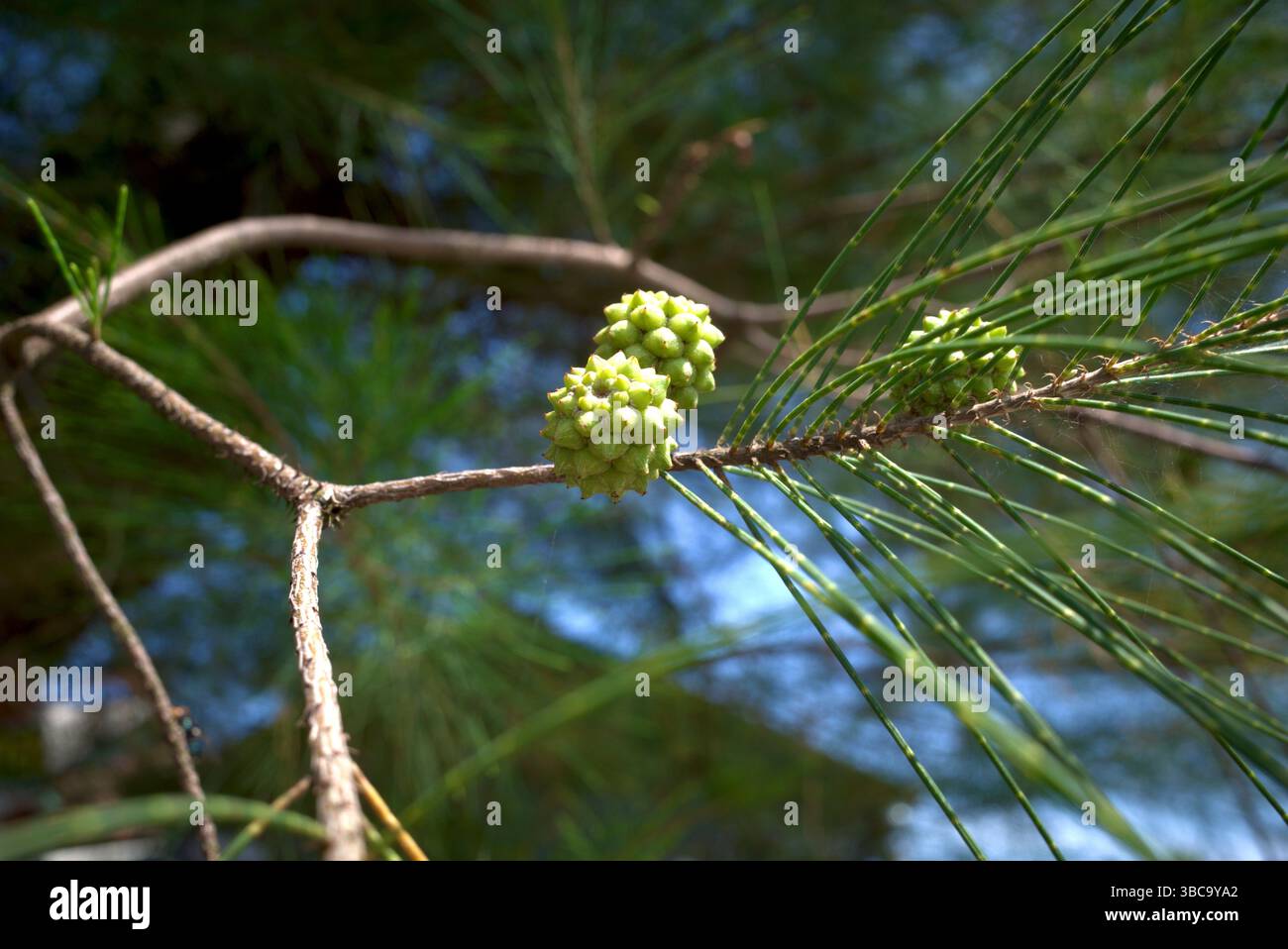Cemara Udang fruits, Australian pine tree or whistling pine tree ...