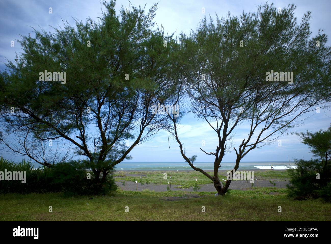 Cemara Udang, Australian pine tree or whistling pine tree (Casuarina ...