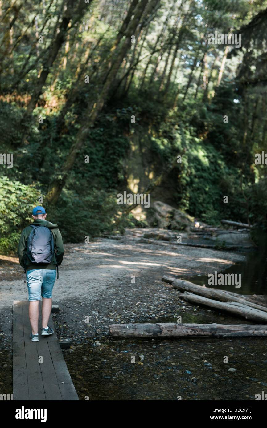 Hiker crossing wooden plank bridge in Fern Canyon, Redwoods California ...
