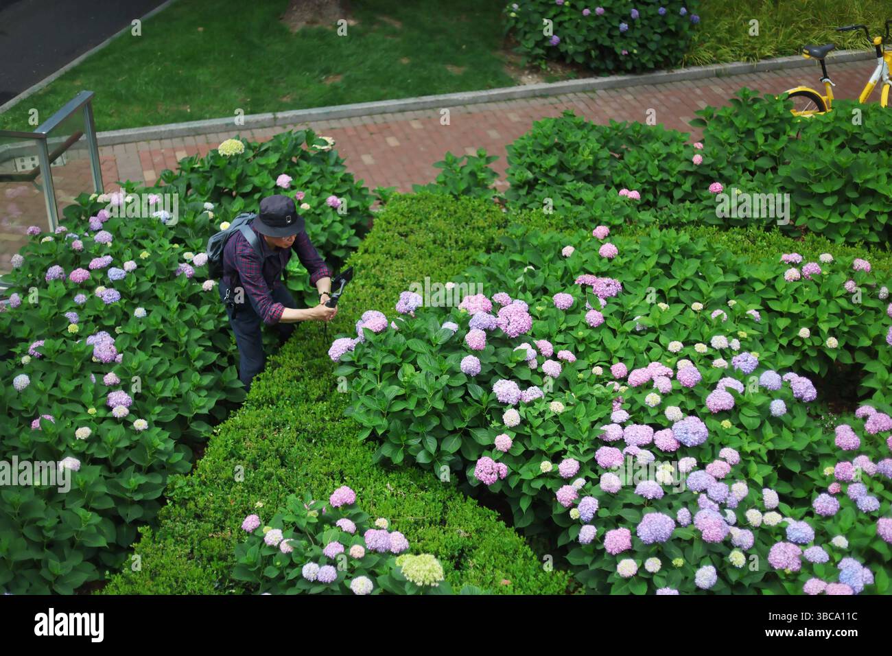 Hydrangea flowers are in full bloom in Shanghai, China, 16 May, 2025 ...