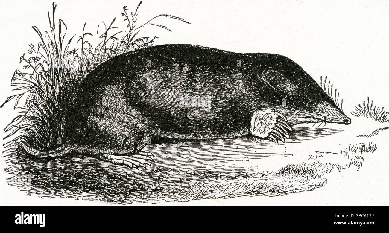 COMMON AMERICAN MOLE ( Scalops aquaticus ) - Eastern American Mole ...