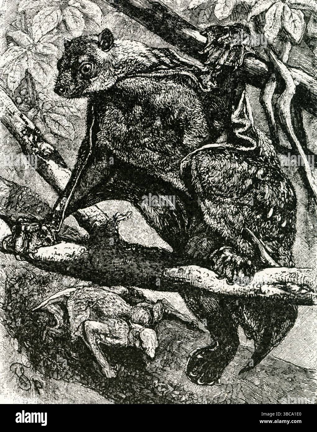 THE COLUGO ( Galeopithecus volans ) - Sunda Colugo Gliding on Tropical ...