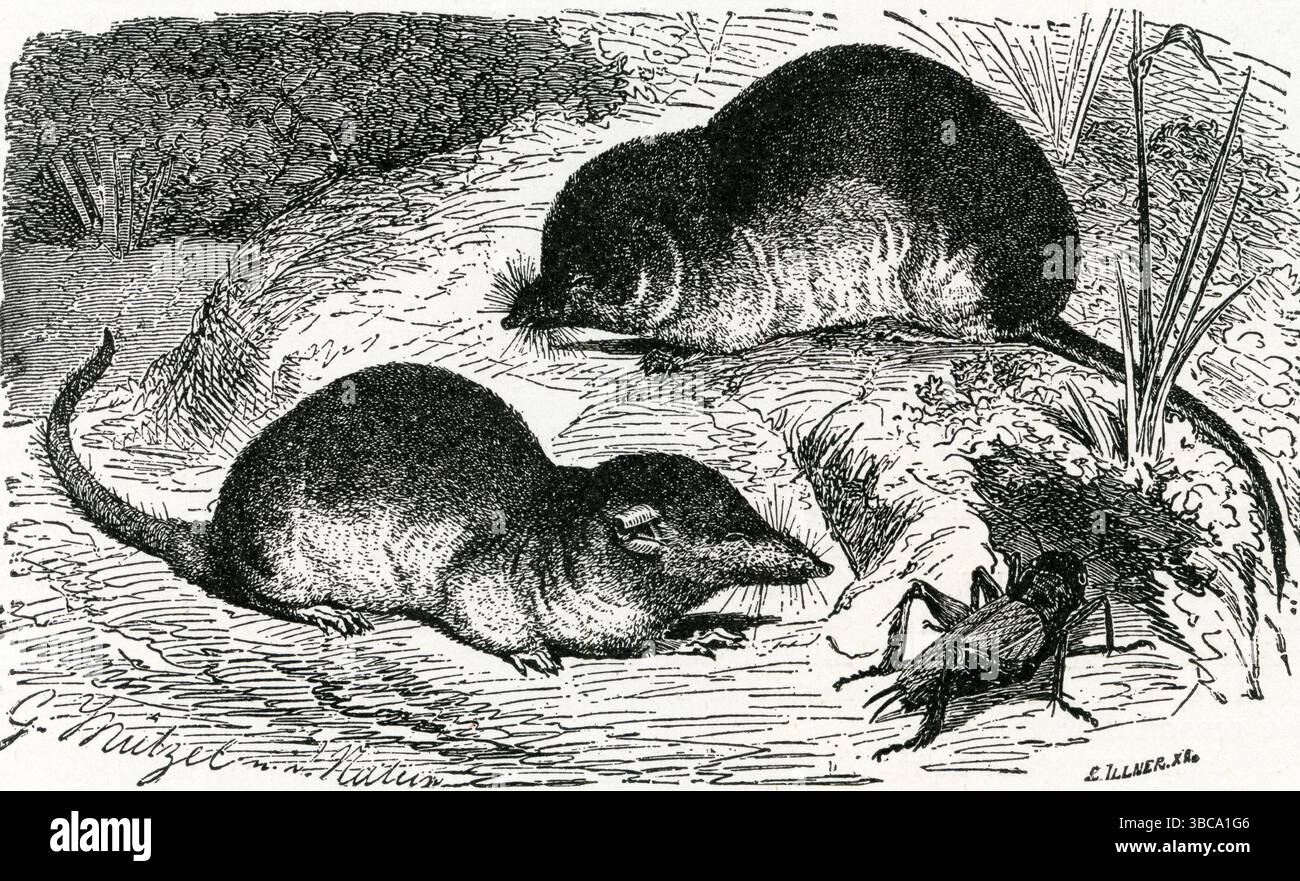 THE COMMON MOLE ( Talpa europea ) - European Common Mole Duo at Burrow ...
