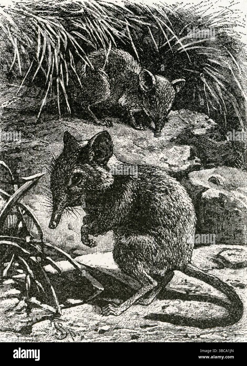 THE ELEPHANT SHREW ( Macroscelides typicus ) - African Elephant Shrew ...