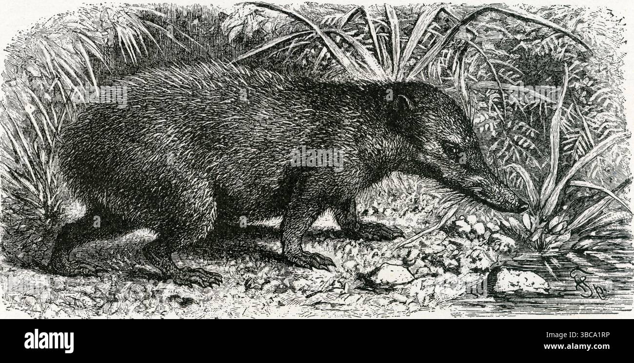 The Tenrec ( Centetes ecaudatus ) - Endemic Madagascar Tenrec with ...