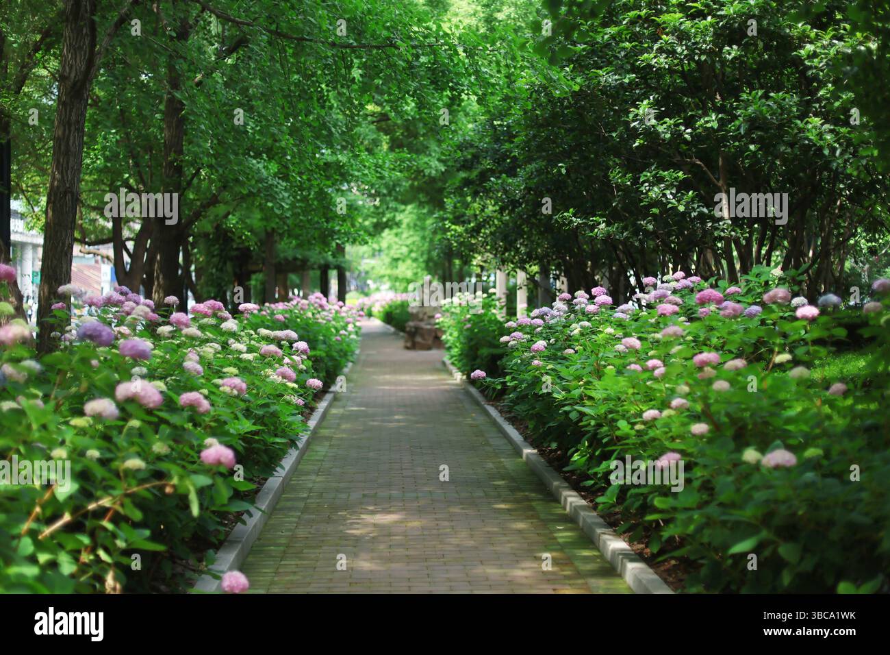 Hydrangea flowers are in full bloom in Shanghai, China, 16 May, 2025 ...
