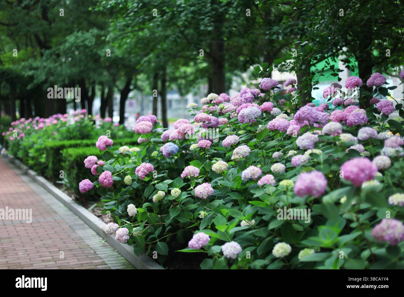 Hydrangea flowers are in full bloom in Shanghai, China, 16 May, 2025 ...