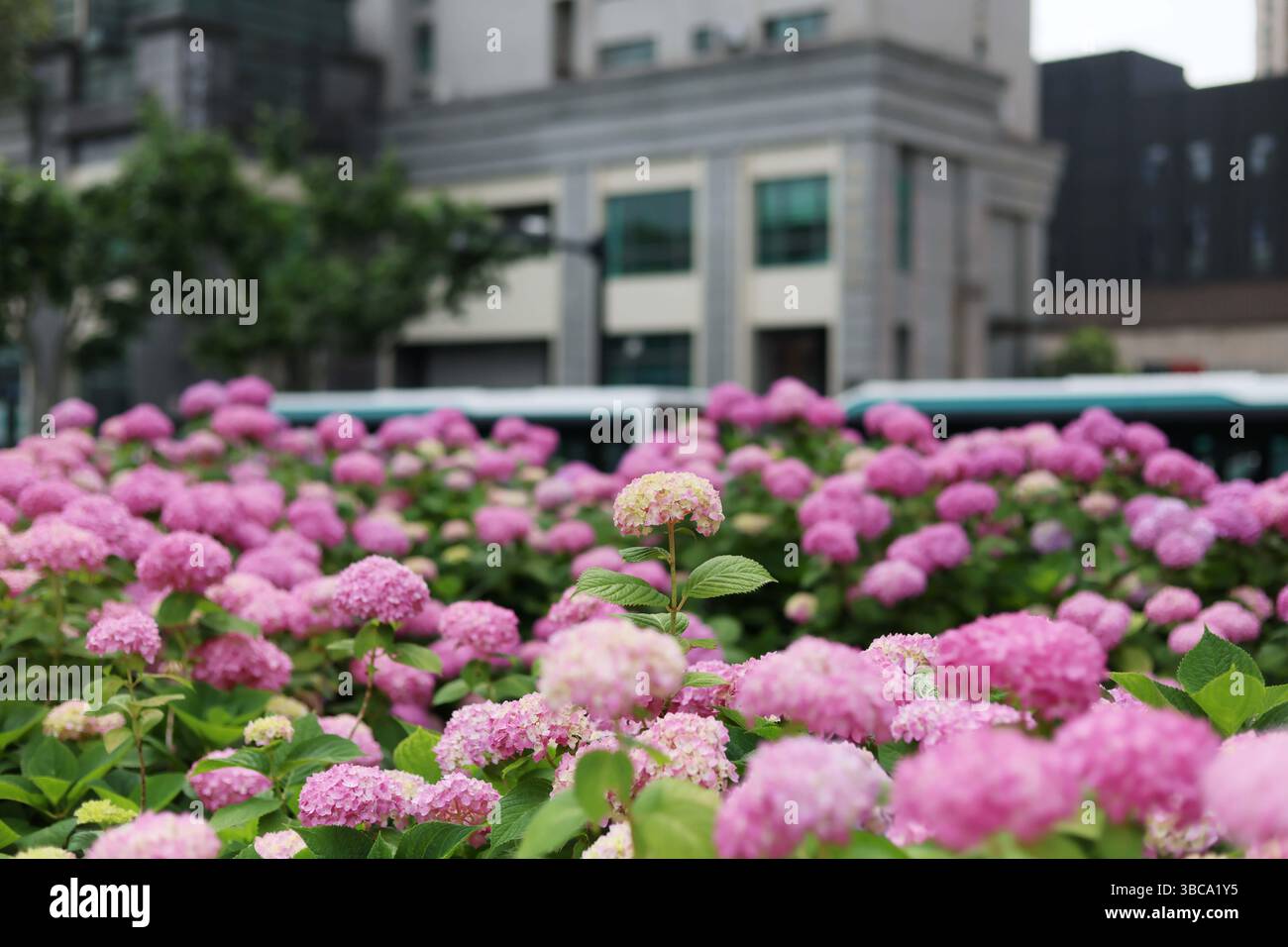 Hydrangea flowers are in full bloom in Shanghai, China, 16 May, 2025 ...