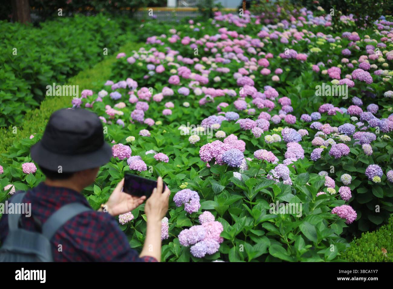 Hydrangea flowers are in full bloom in Shanghai, China, 16 May, 2025 ...