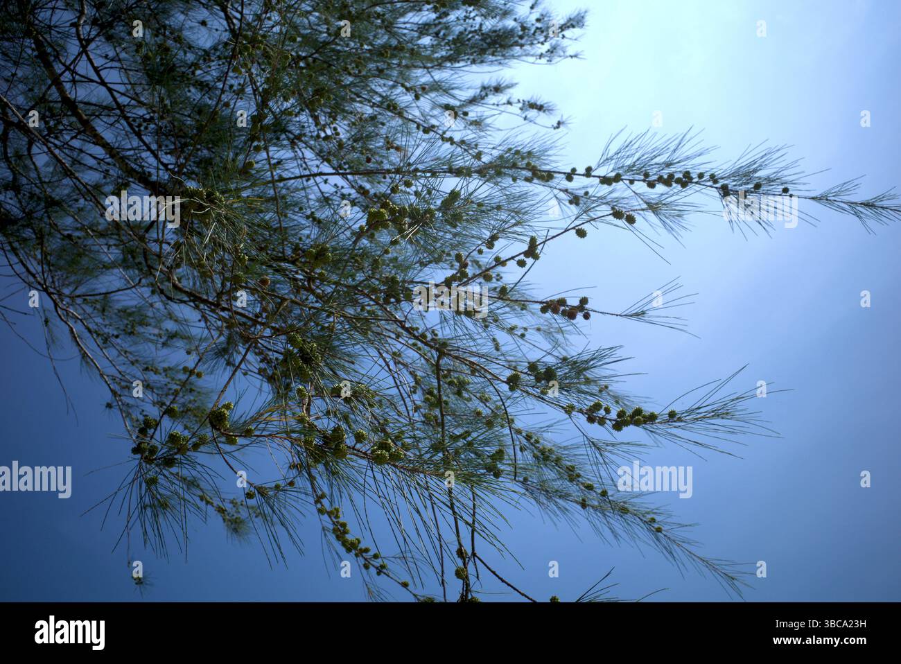 Cemara Udang fruits, Australian pine tree or whistling pine tree ...