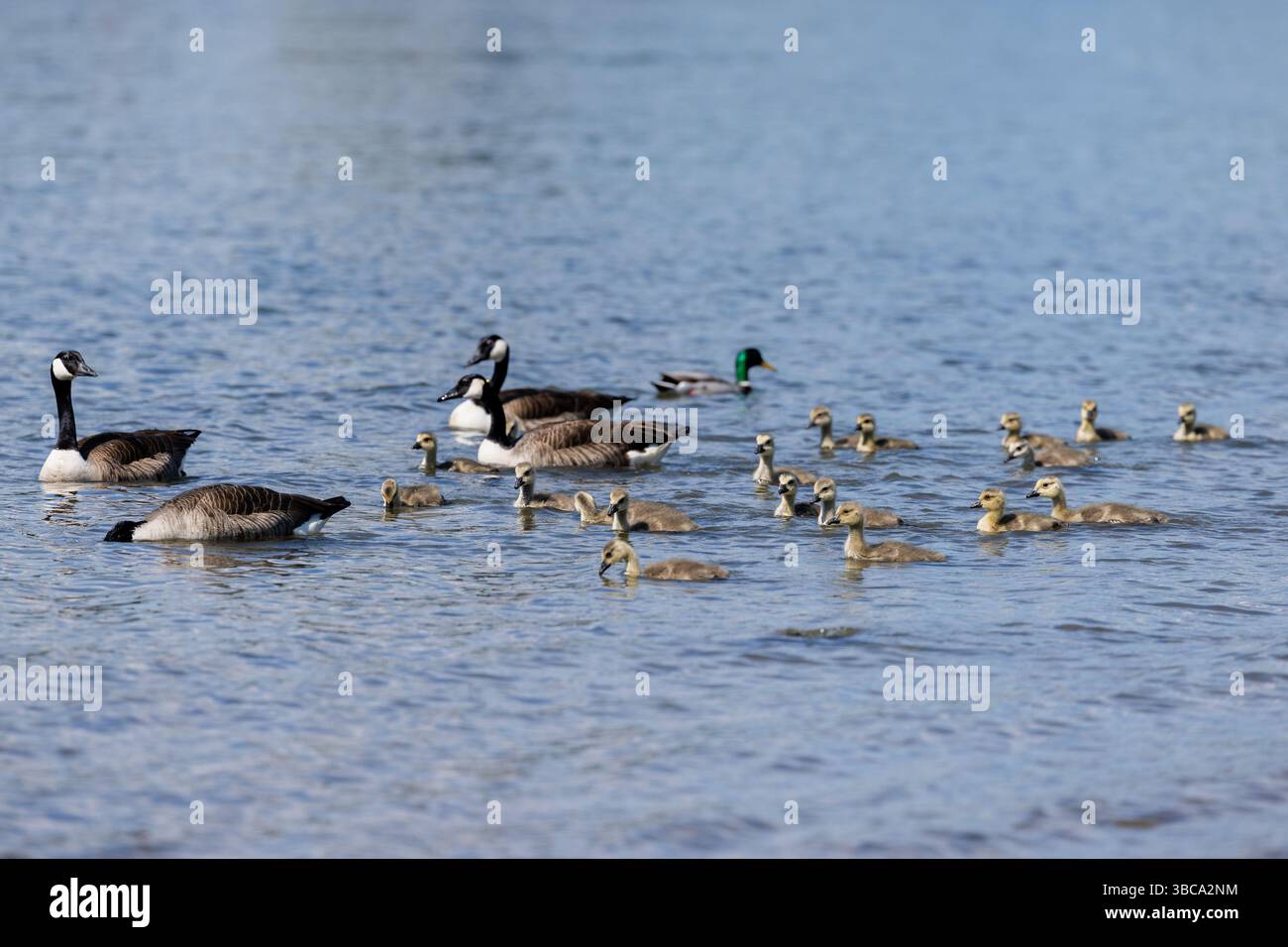 Bonn, Germany. 19th May, 2025. Canada geese (Branta canadensis) and ...