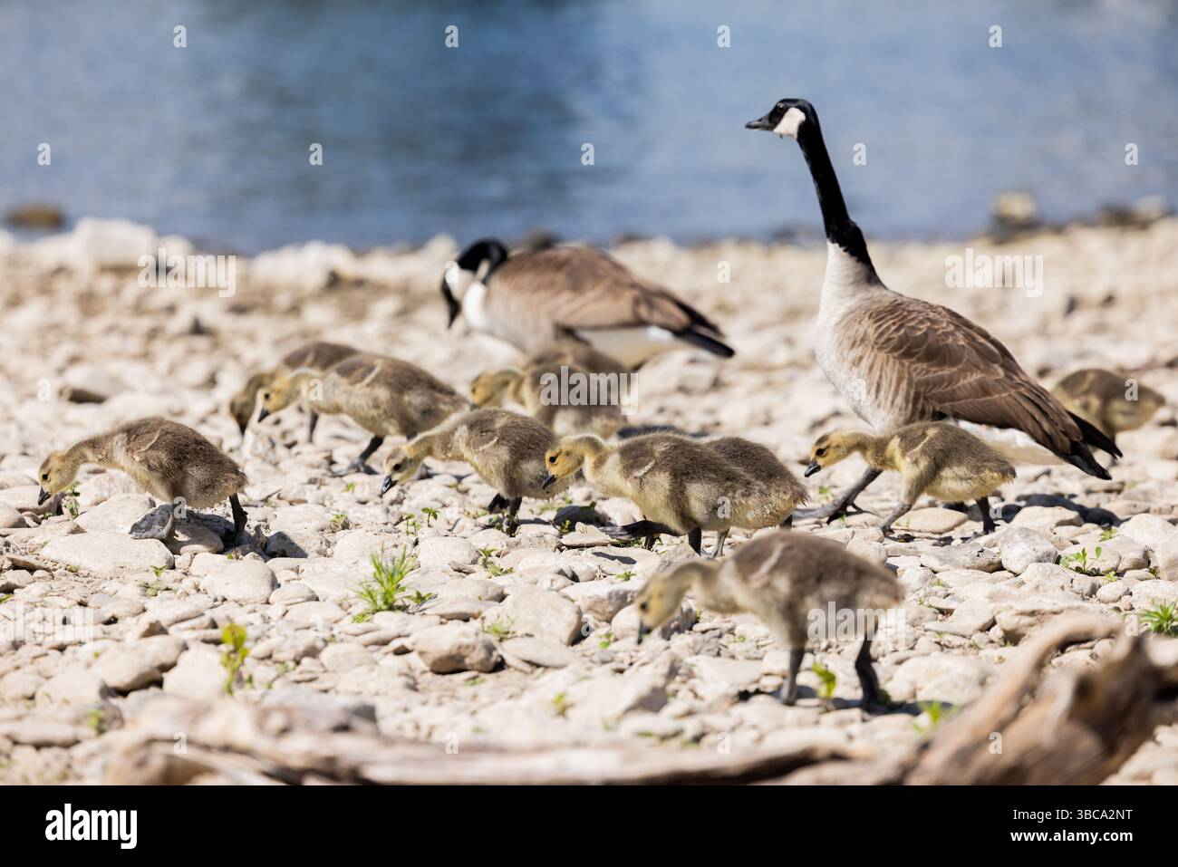Bonn, Germany. 19th May, 2025. Canada geese (Branta canadensis) and ...