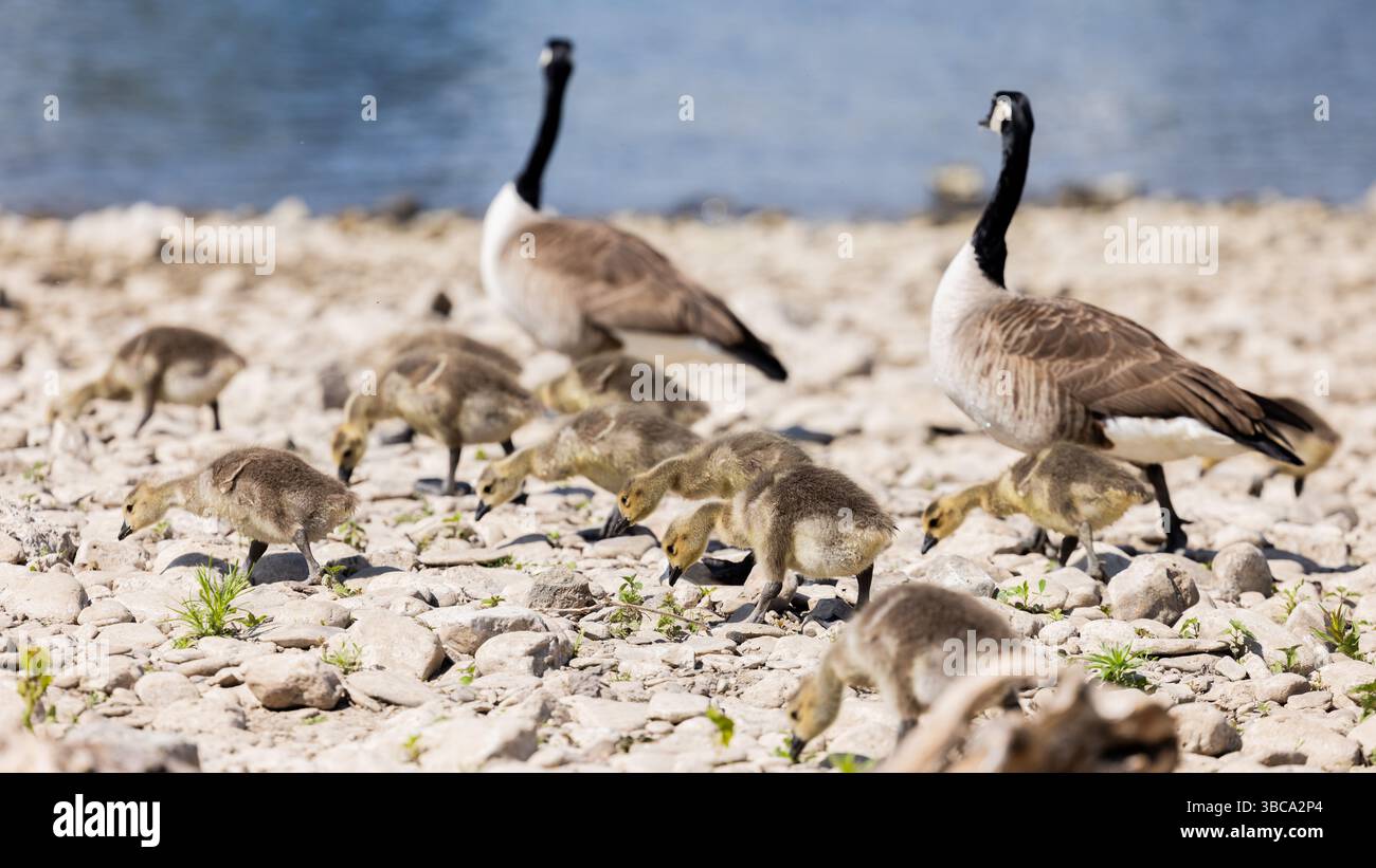 Bonn, Germany. 19th May, 2025. Canada geese (Branta canadensis) and ...