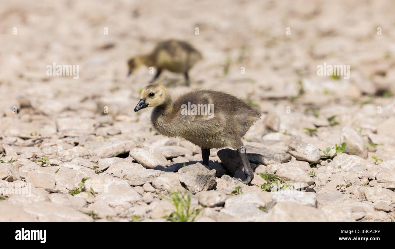 Bonn, Germany. 19th May, 2025. Chicks of Canada geese (Branta ...
