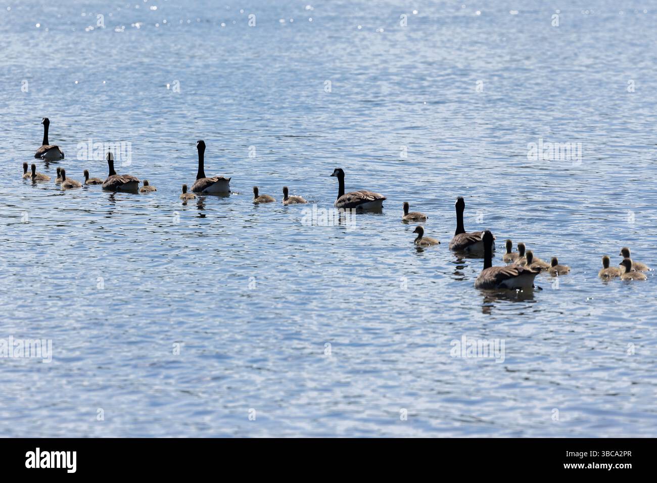 Bonn, Germany. 19th May, 2025. Canada geese (Branta canadensis) and ...