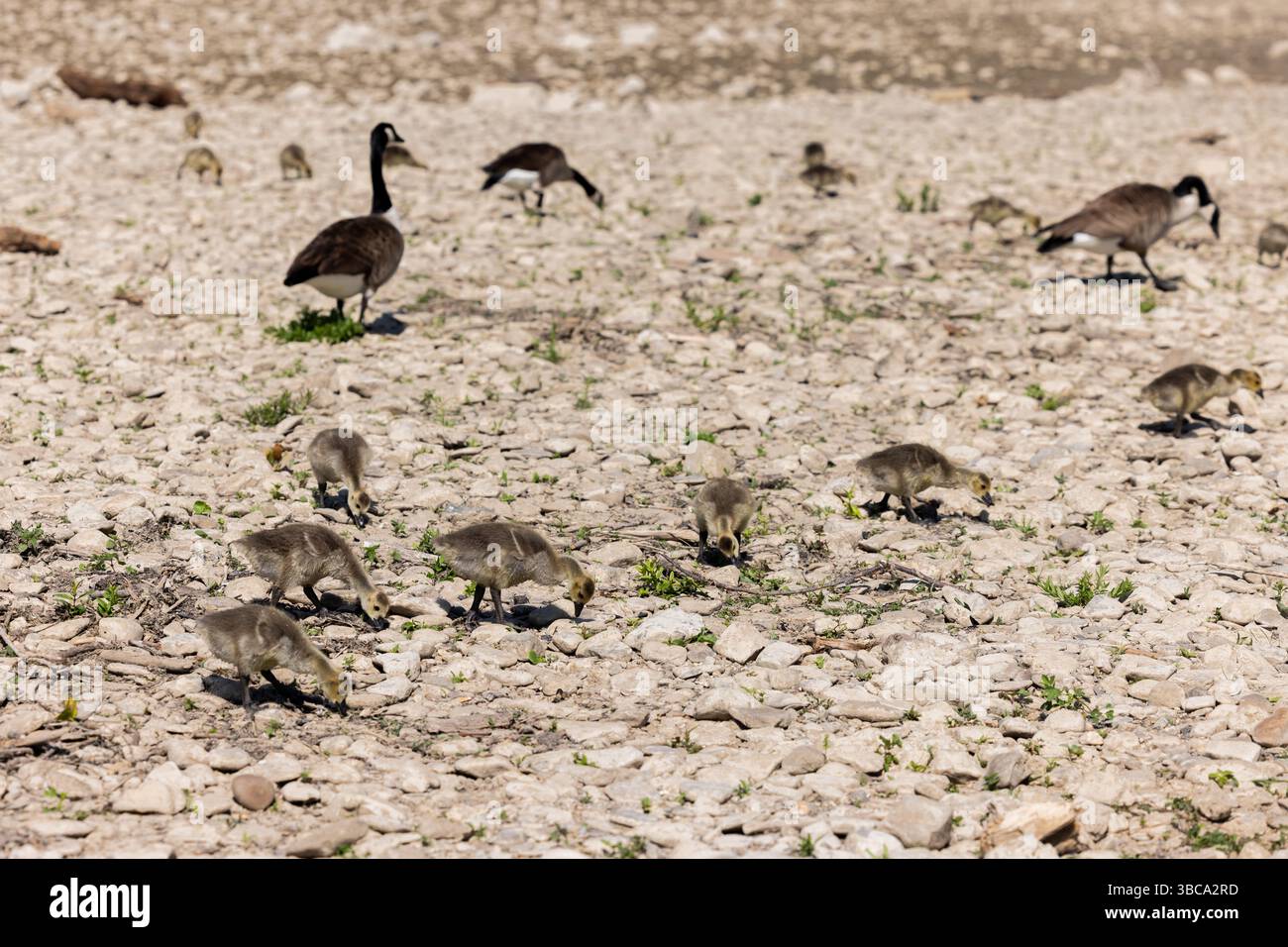 Bonn, Germany. 19th May, 2025. Canada geese (Branta canadensis) and ...