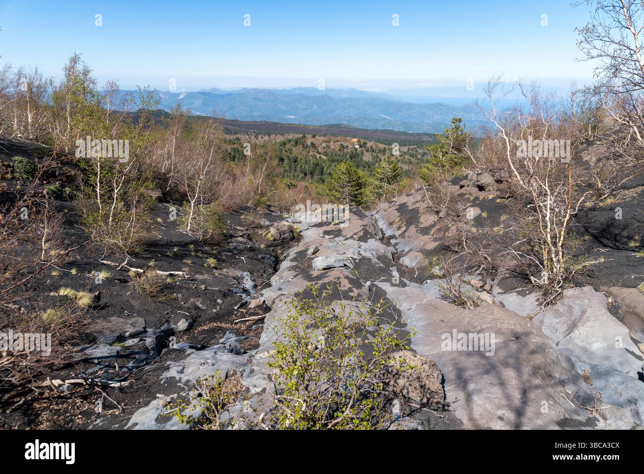 Volcanic slope and forest on Mount Etna Stock Photo - Alamy