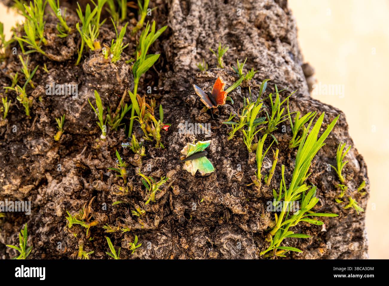 Sprouting Green Shoots on Rough Tree Bark Surface Stock Photo - Alamy