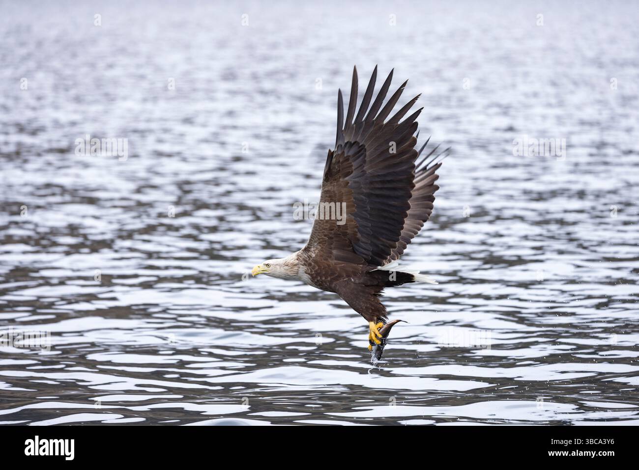 White-tailed eagle Haliaeetus albicilla, adult catching fish, Isle of ...