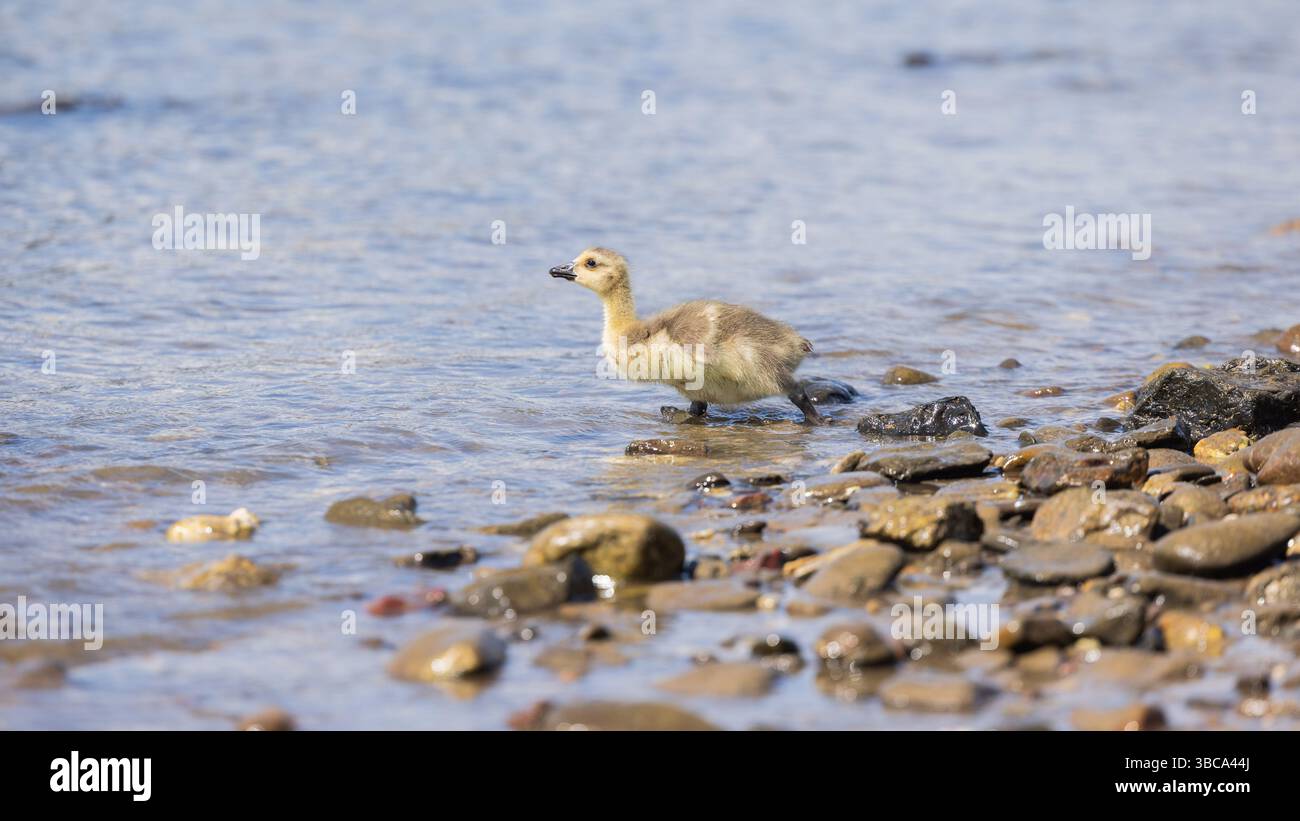 19 May 2025, North Rhine-Westphalia, Bonn: A Canada goose (Branta ...