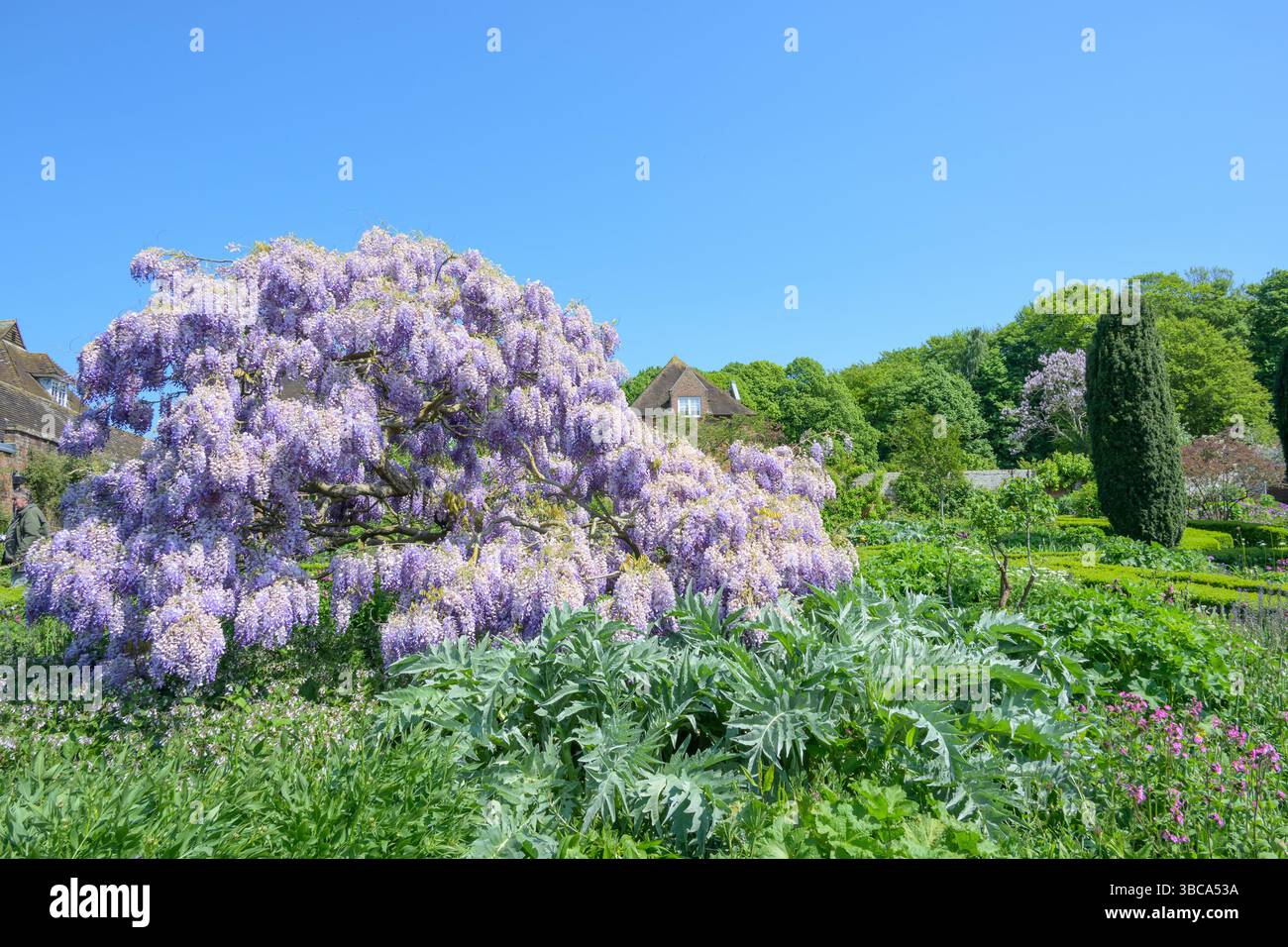 Leeds Castle, near Maidstone, Kent, UK. Wisteria in the The Culpeper ...