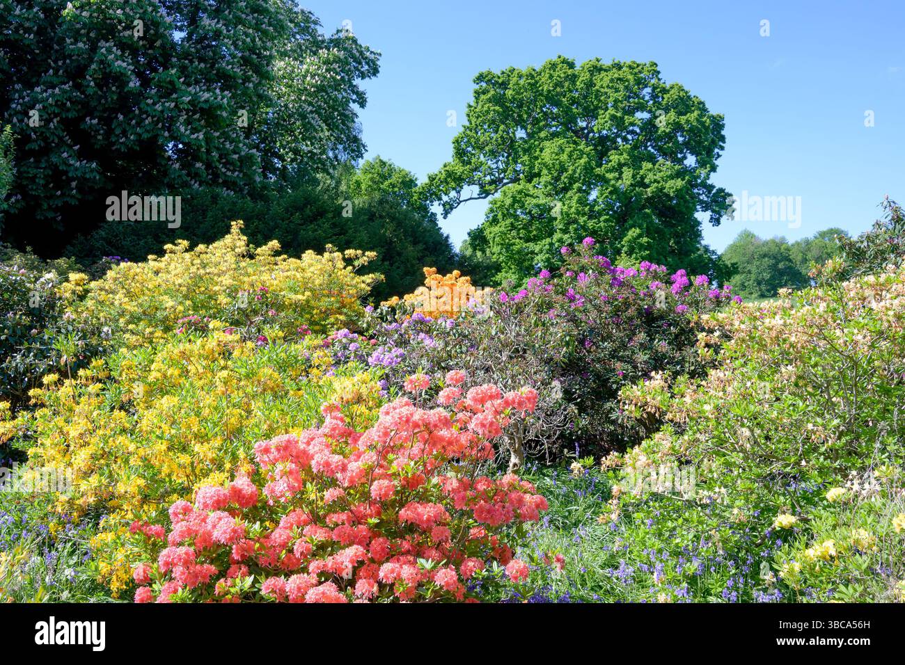 Leeds Castle, near Maidstone, Kent, UK. Azaleas in the Princess ...