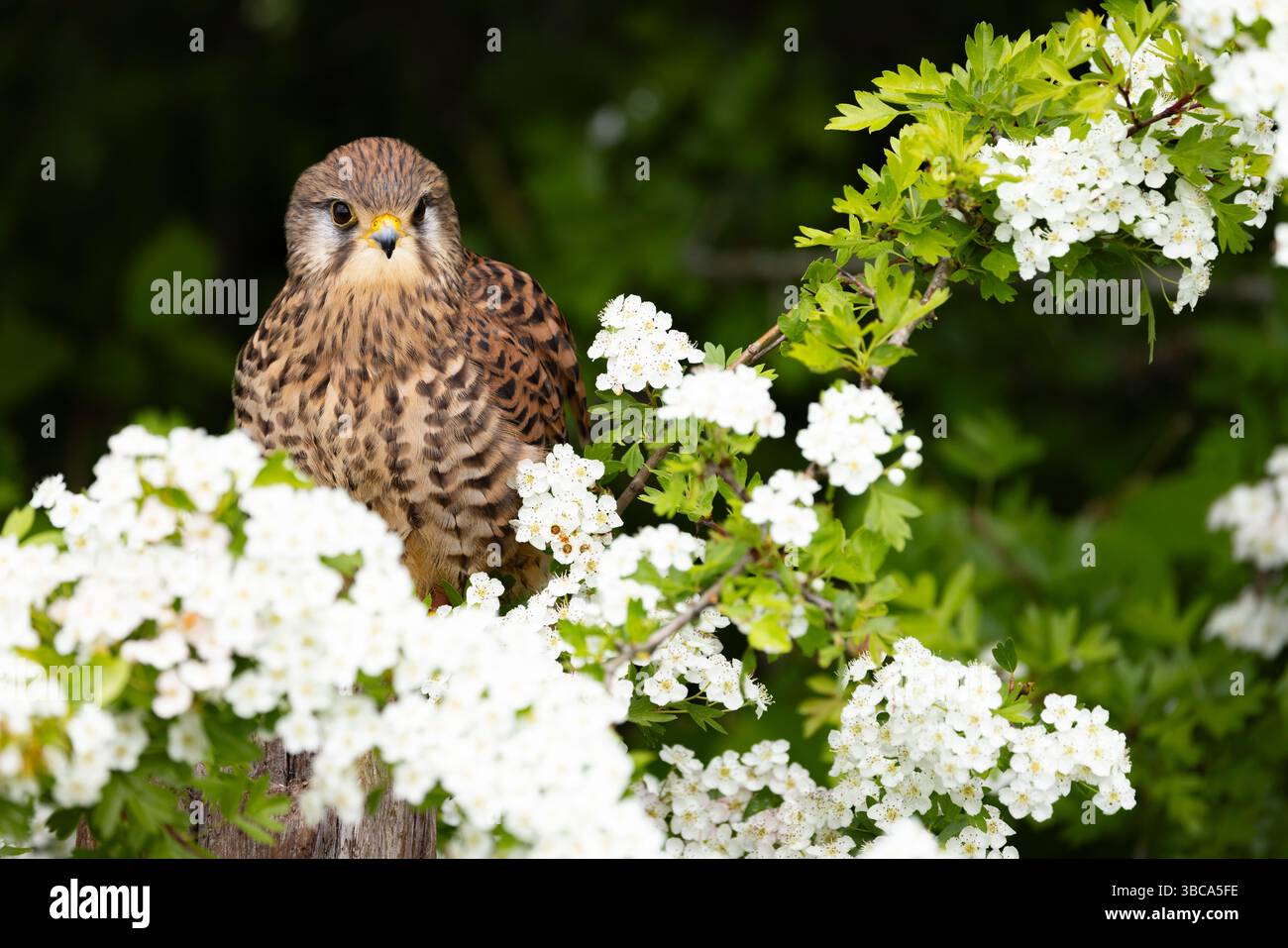 Common kestrel Falcon tinnunculus, adult female perched in Common ...