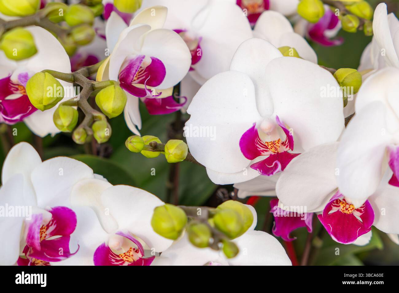 white color blooming orchids at horizontal composition Stock Photo - Alamy