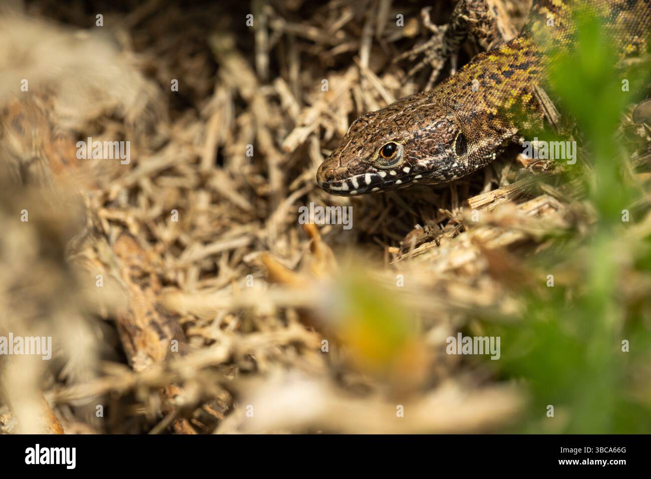 Common wall lizard Podarcis muralis, adult male basking, Southbourne ...