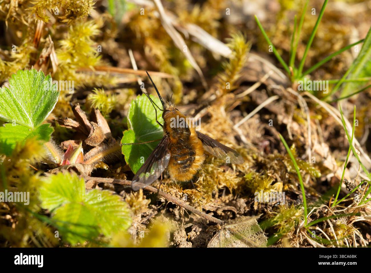 Dark-edged bee-fly Bombylius major, adult basking, Denge Wood, Kent ...