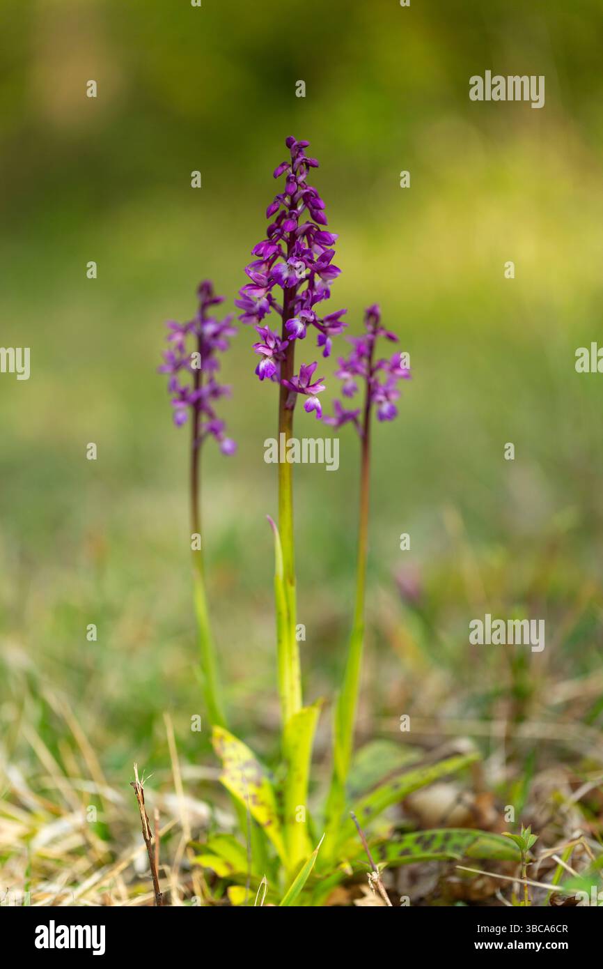 Early purple orchid Orchis mascula, in flower, Denge Wood, Kent ...