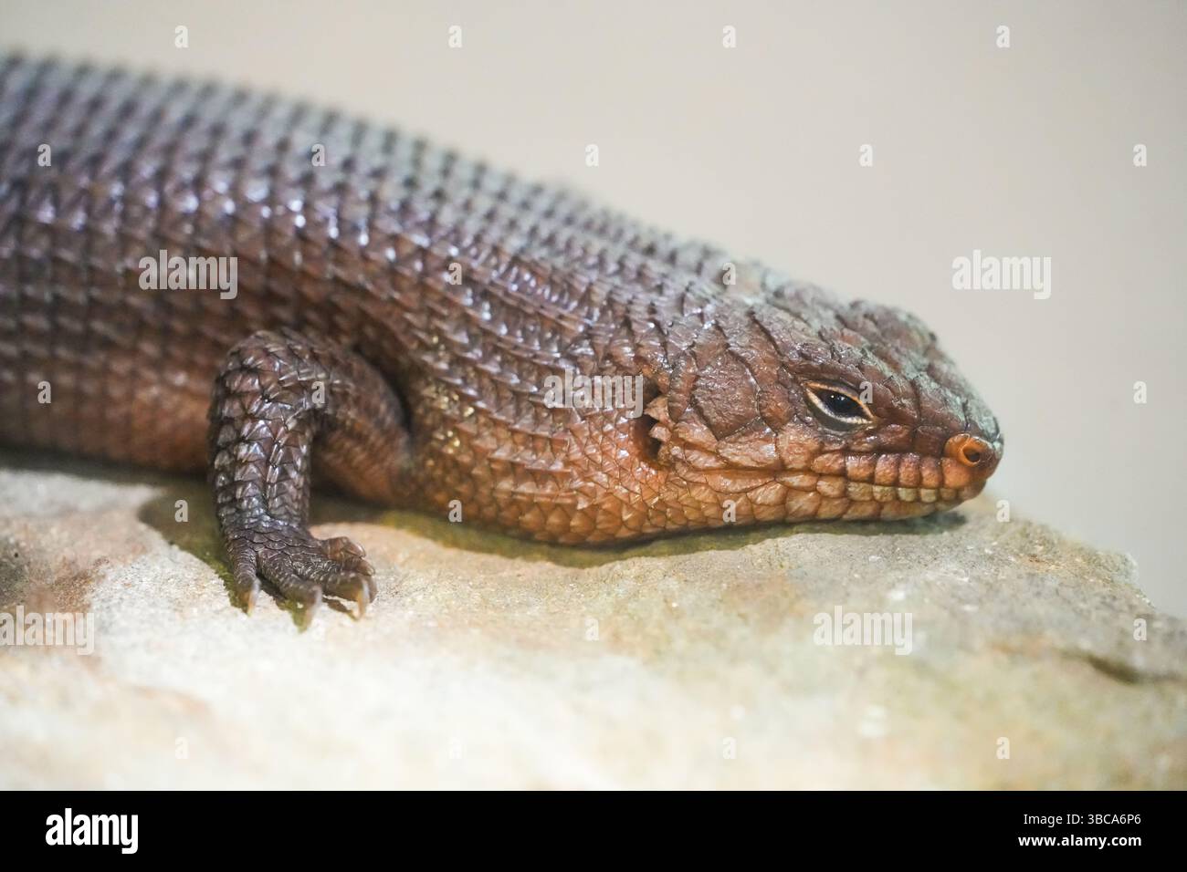 Portrait of a spiny-tailed skink. Animal in close-up. Egernia Stock ...