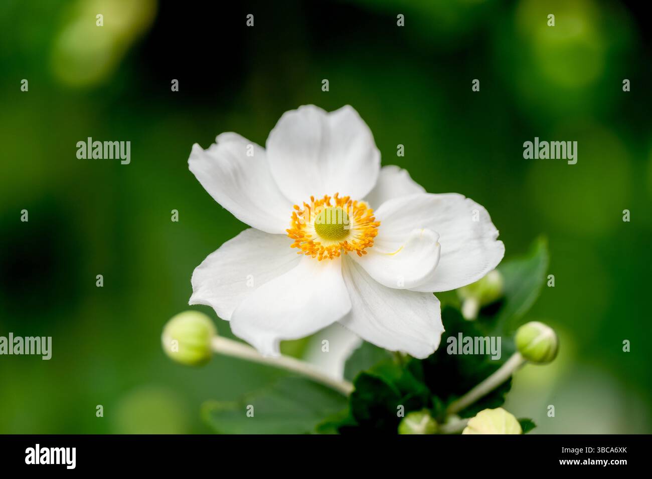 White flowers of the anemone. Flowering plant close-up Stock Photo - Alamy